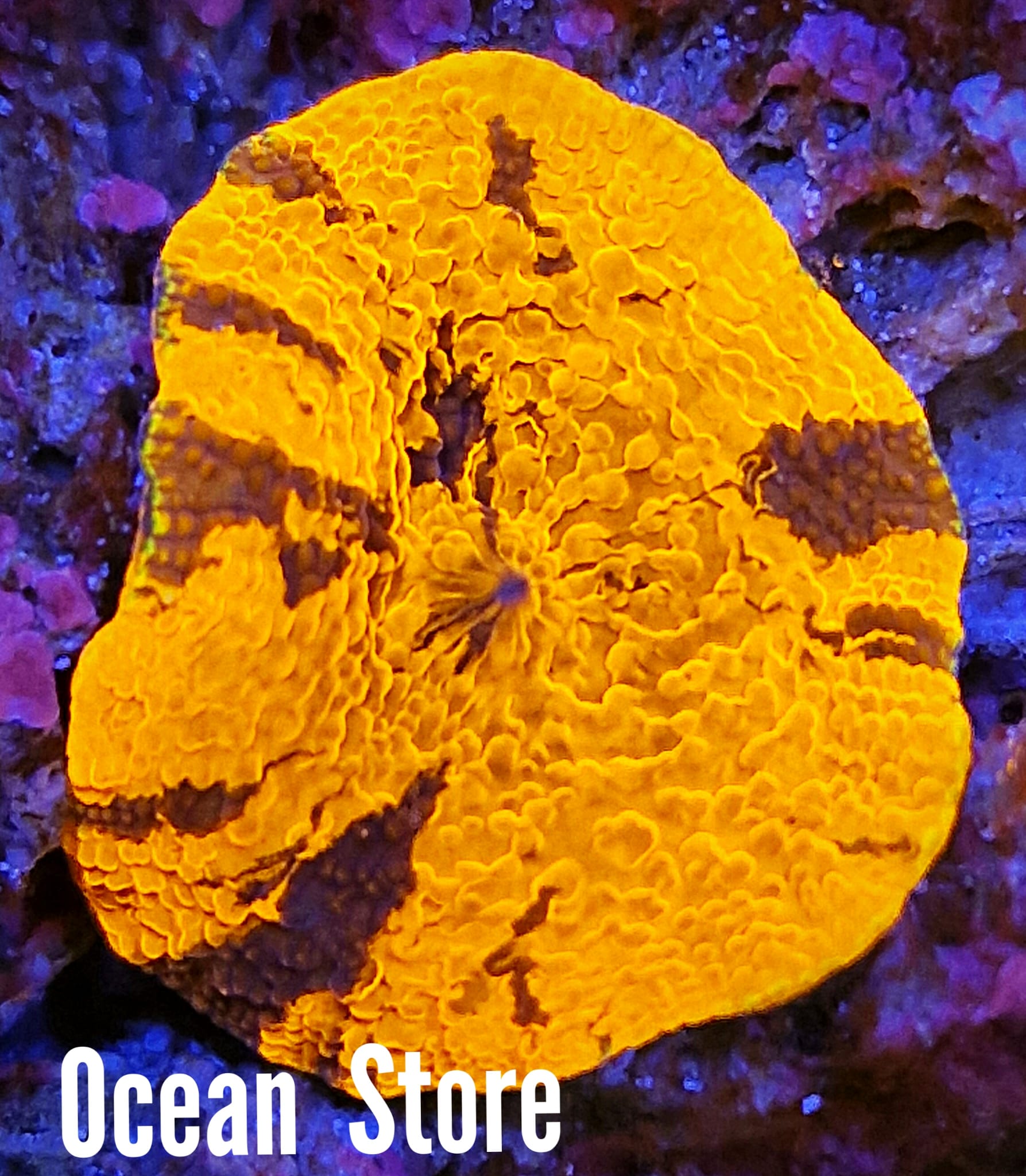 Discosoma Deadpool | discosome | Lifestock