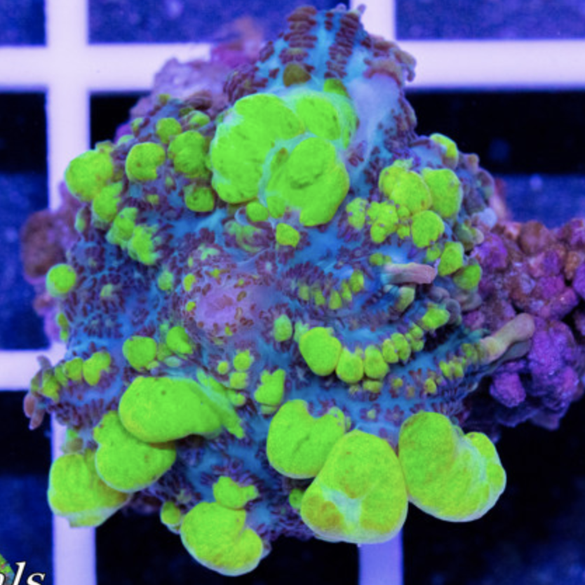 Rhodactis Uranium Bounce | Rhodactis | Corals