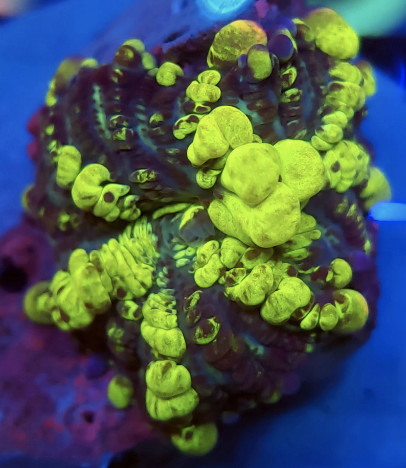 Rhodactis Uranium Bounce | Rhodactis | Corals