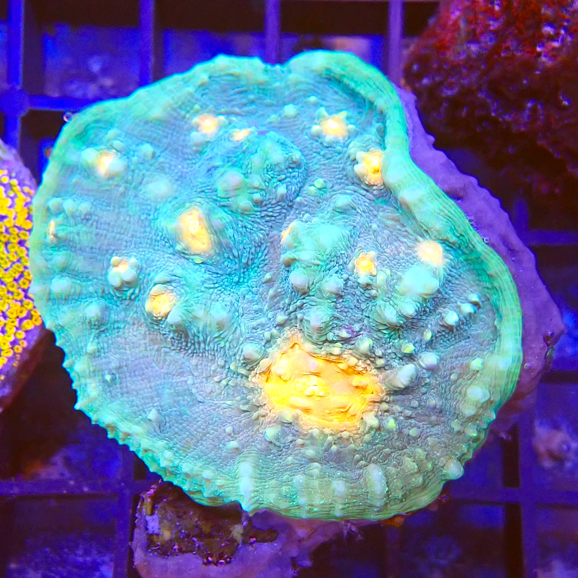 Chalice WYSIWYG (1767989782069) | WYSIWYG Corals