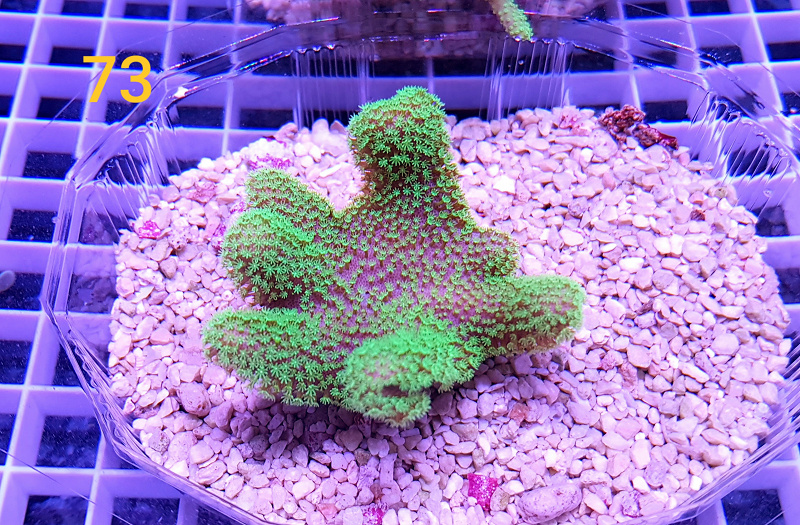 Lobophytum Sp Fluo Green Polyps Corals Lobophytum Sp Fluo Green Polyps Corals