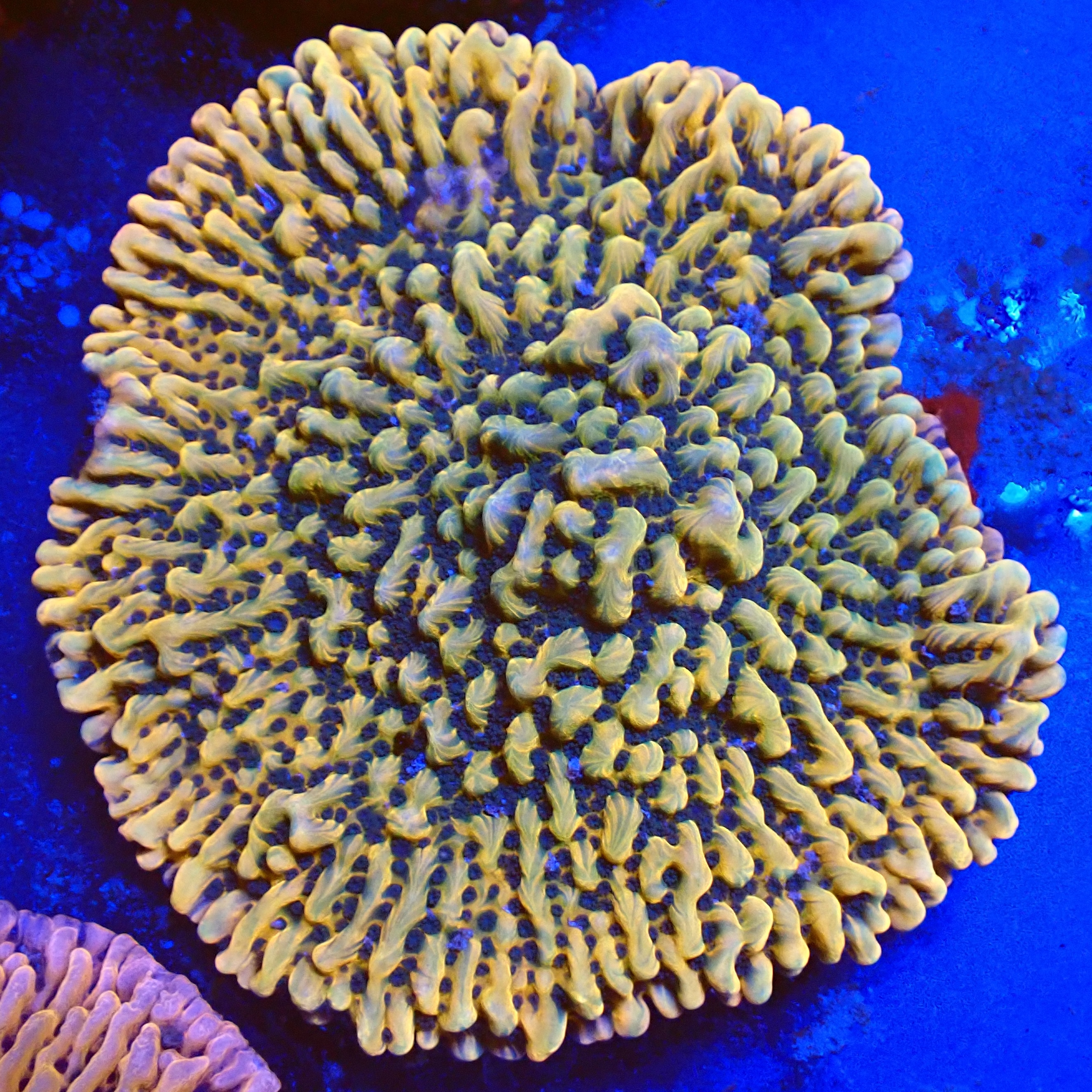 Montipora Danae WYSIWYG (1760772129713) | WYSIWYG Corals