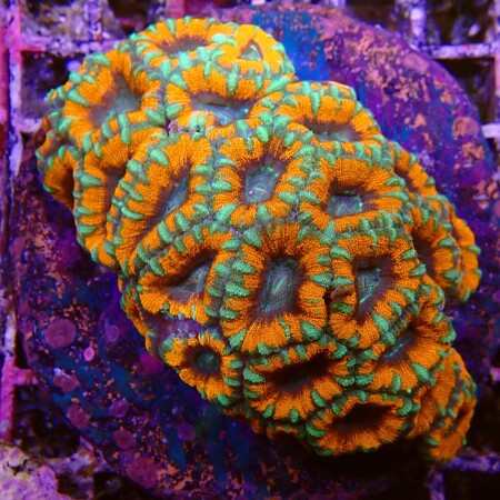 Ocean Store (reef)aquarium products | Ocean Store