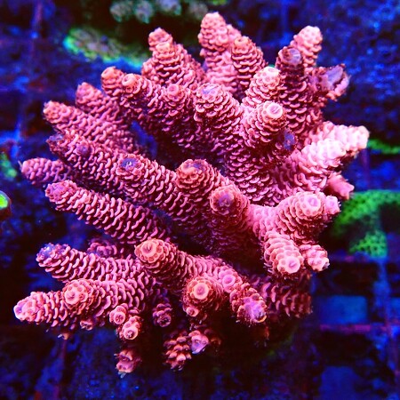 Acropora millepora WYSIWYG (1756490247557) | WYSIWYG Corals