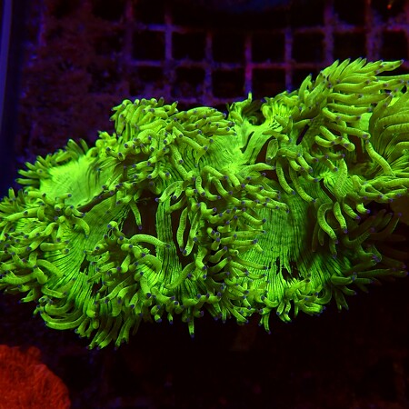 WYSIWYG Corals for aquariums, marine aquariums & reeftanks