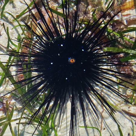 Diadema Setosum (Diadem Sea Urchin) | Invertebrates